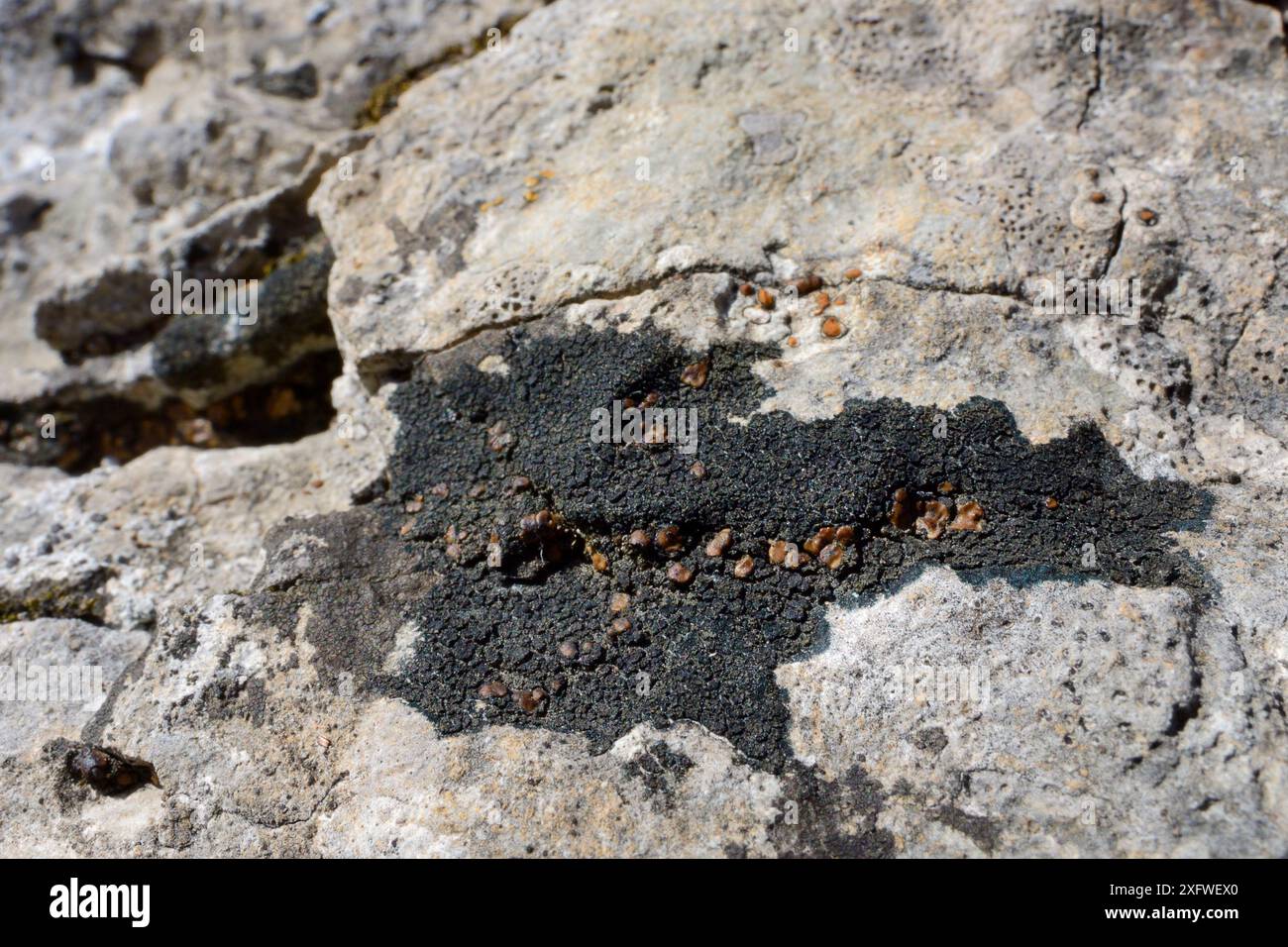 Blackthread lichen (Placynthium nigrum) with squamules of Bruised ...