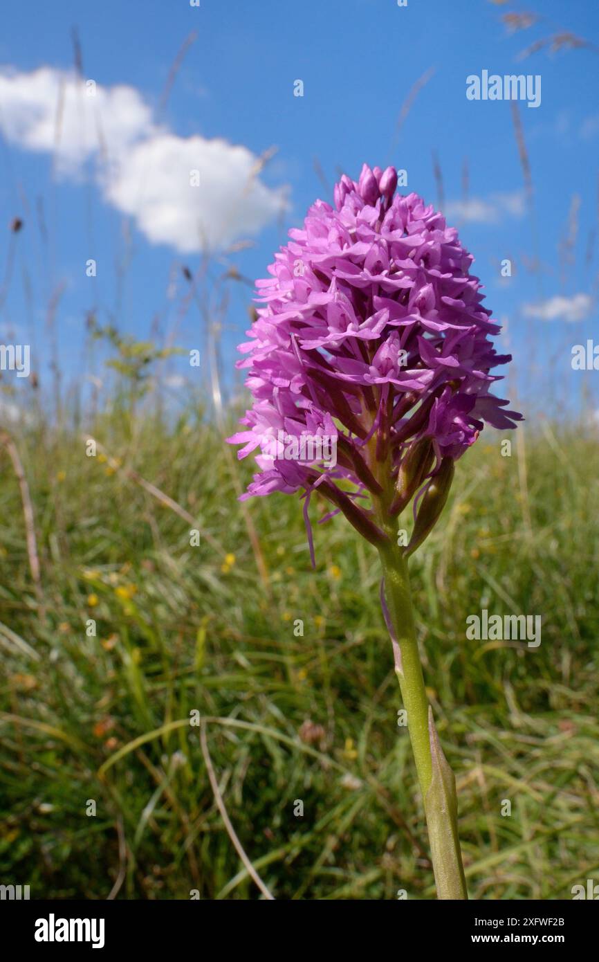 Aceras pyramidale hi-res stock photography and images - Alamy