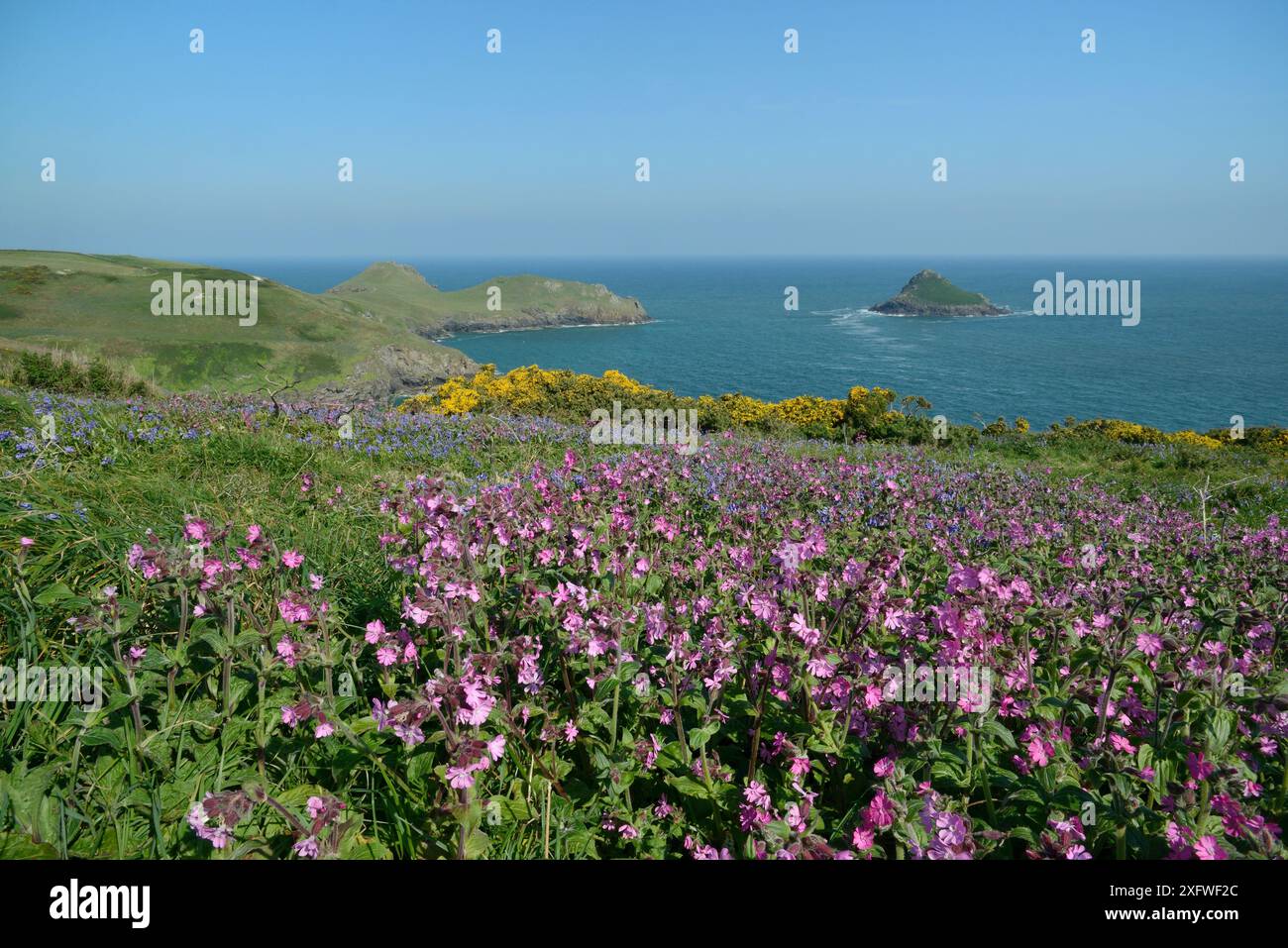 Red Campion (Silene dioica), Bluebells (Hyacinthoides non-scripta ...