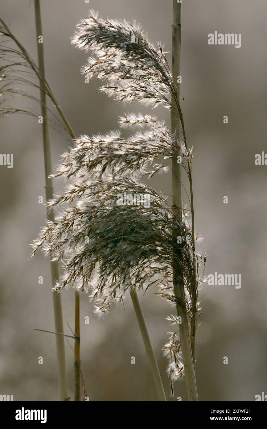 Common reed (Phragmites australis) seedhead, Somerset Levels, UK ...