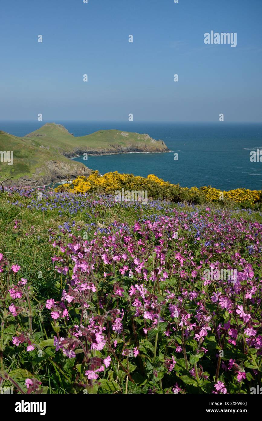 Red Campion (Silene dioica), Bluebells (Hyacinthoides non-scripta ...