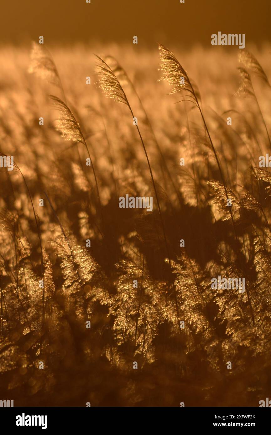 Common Reed (Phragmites australis) seedheads backlit at sunset ...