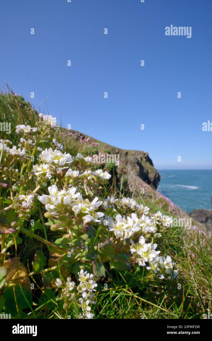 Common scurvygrass (Cochlearia officinalis) flowering on coastal cliff ...