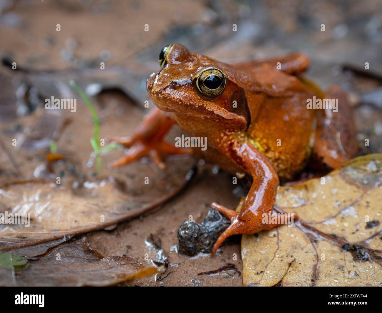 Common frog (Rana temporaria parvipalmata), Ucieda oak forest, Saja ...