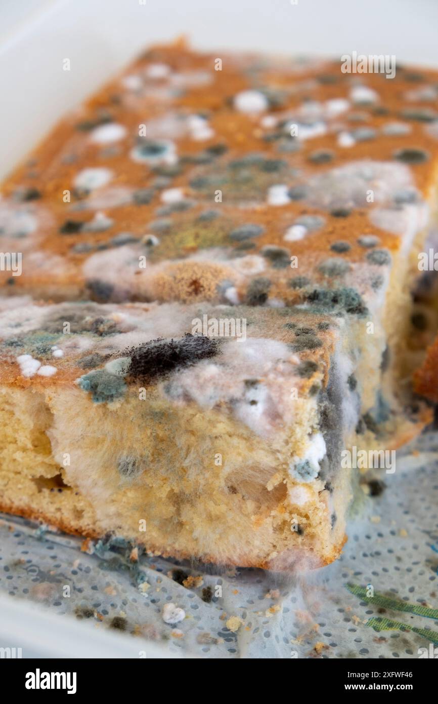 Covered with mold hi-res stock photography and images - Alamy