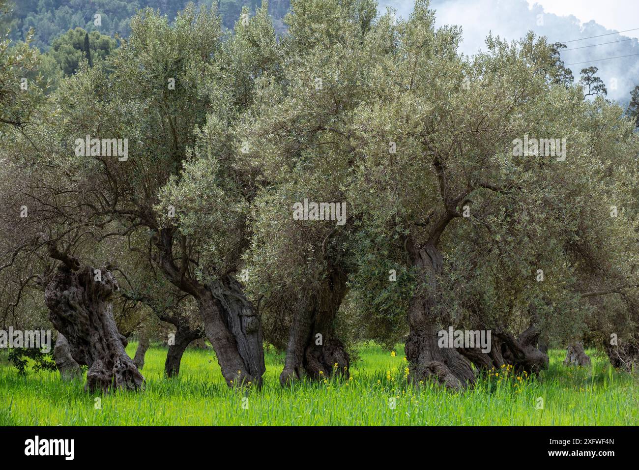 centenary olive trees of Alqueria d´Avall, Bunyola, Mallorca, Balearic ...