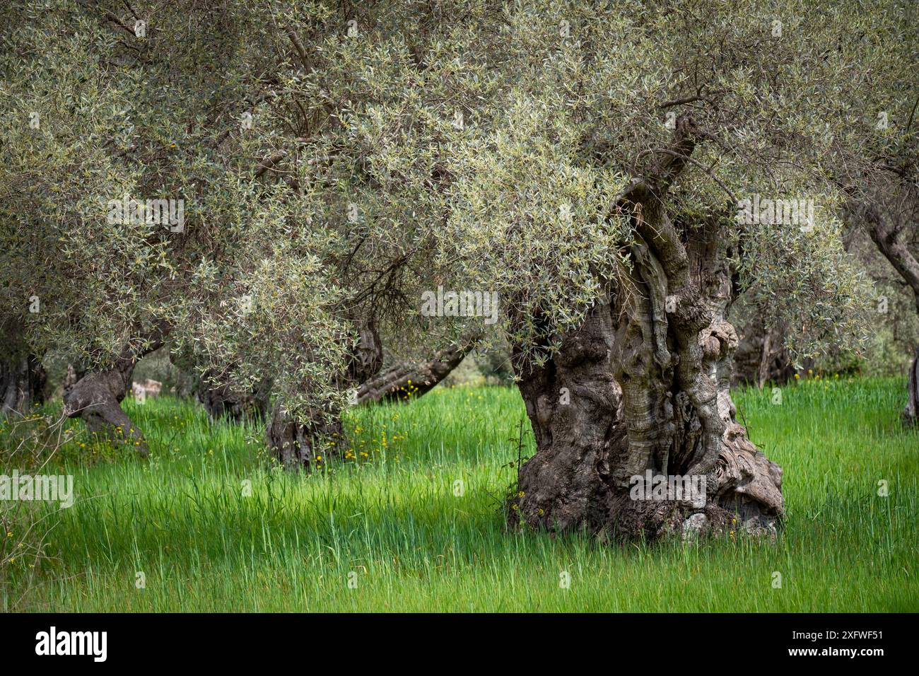 centenary olive trees of Alqueria d´Avall, Bunyola, Mallorca, Balearic ...
