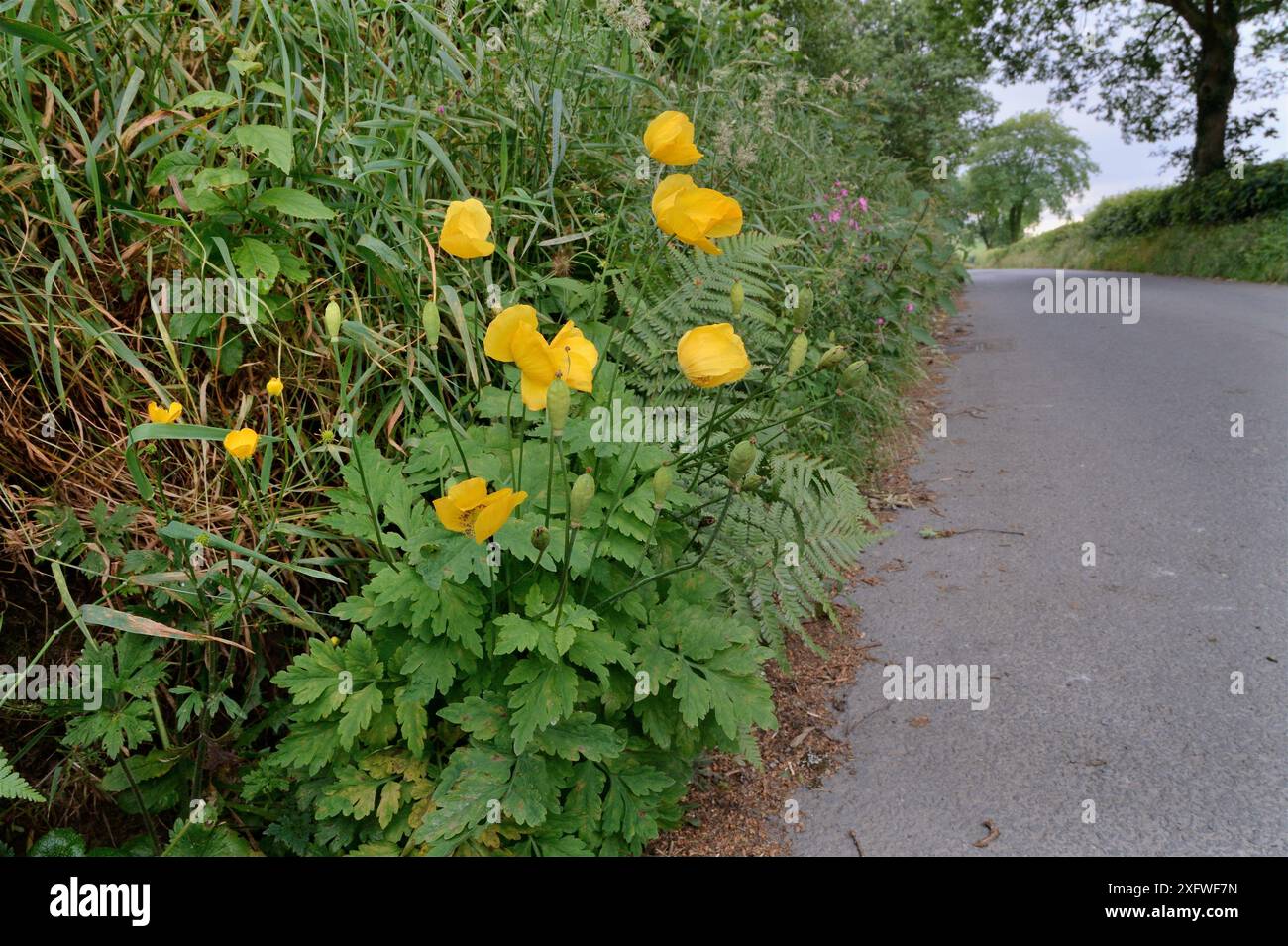 Welsh poppy (Meconopsis cambrica) flowering on a roadside verge ...
