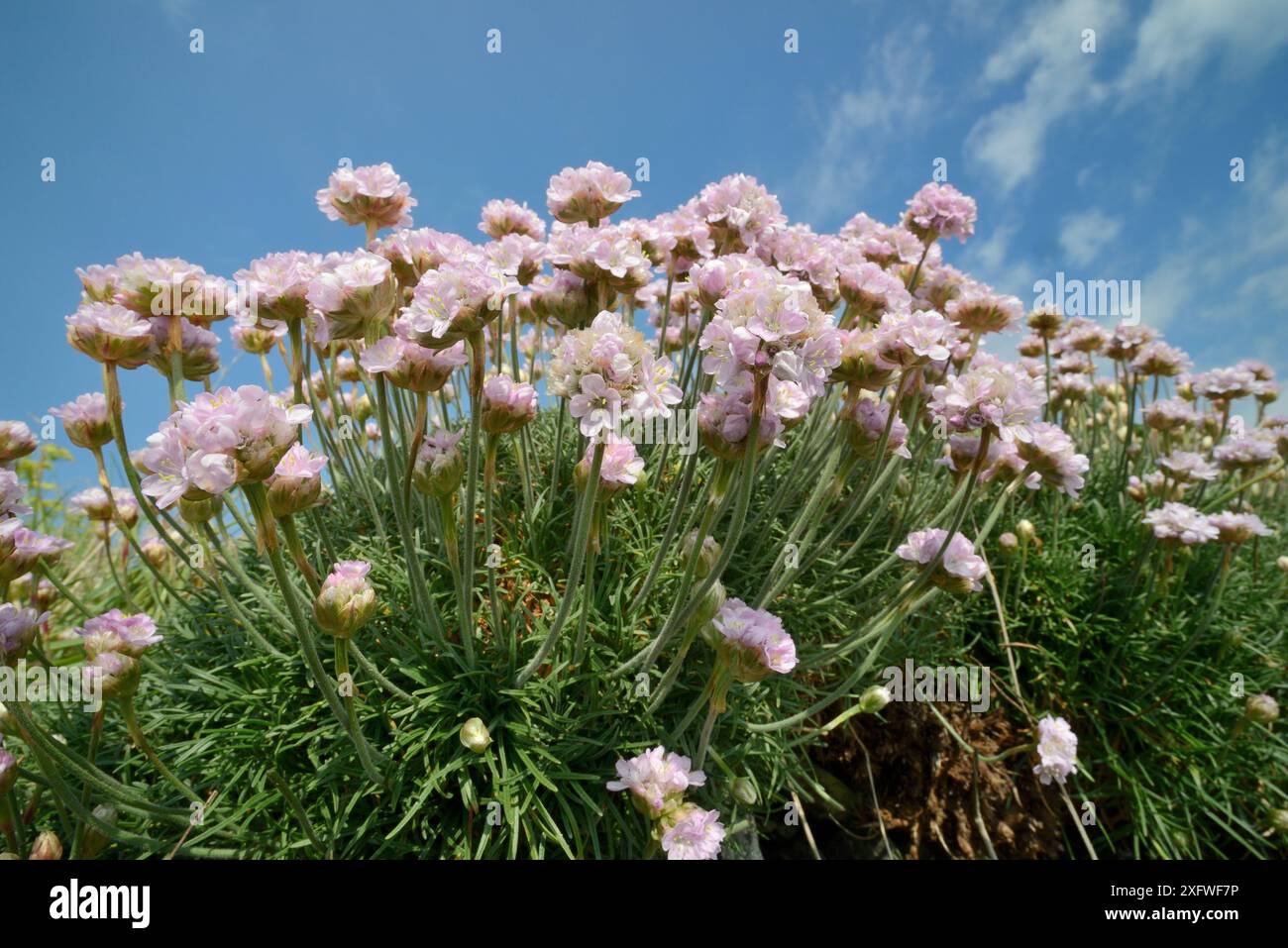 Sea thrift (Armeria maritima) clump flowering on an old wall, Cornwall ...