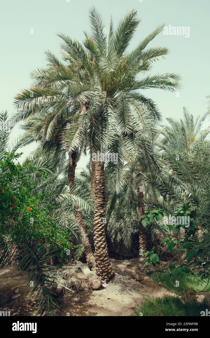Date Palm Tree seen in the Egyptian Oasis town of Siwa. The Siwa Oasis ...
