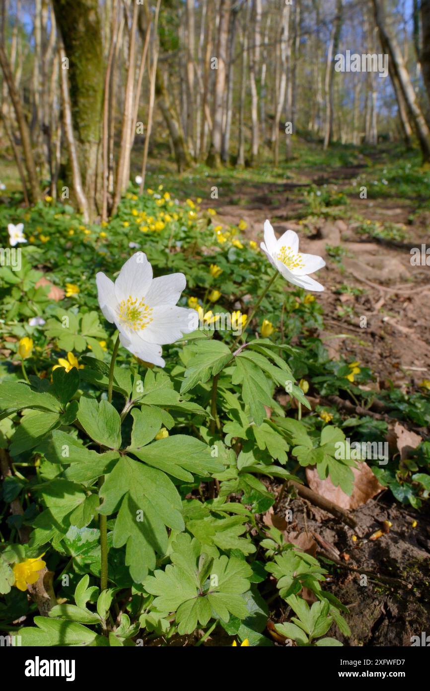 Wood anemones (Anemone nemorosa) and Lesser celandines (Ranunculus ...