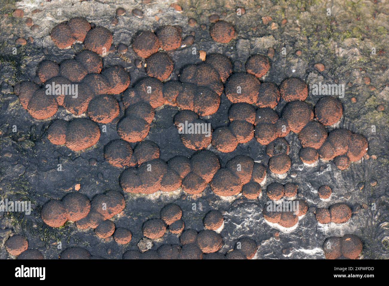 Beech woodwart / Red cushion Hypoxylon (Hypoxylon fragiforme) fruting ...