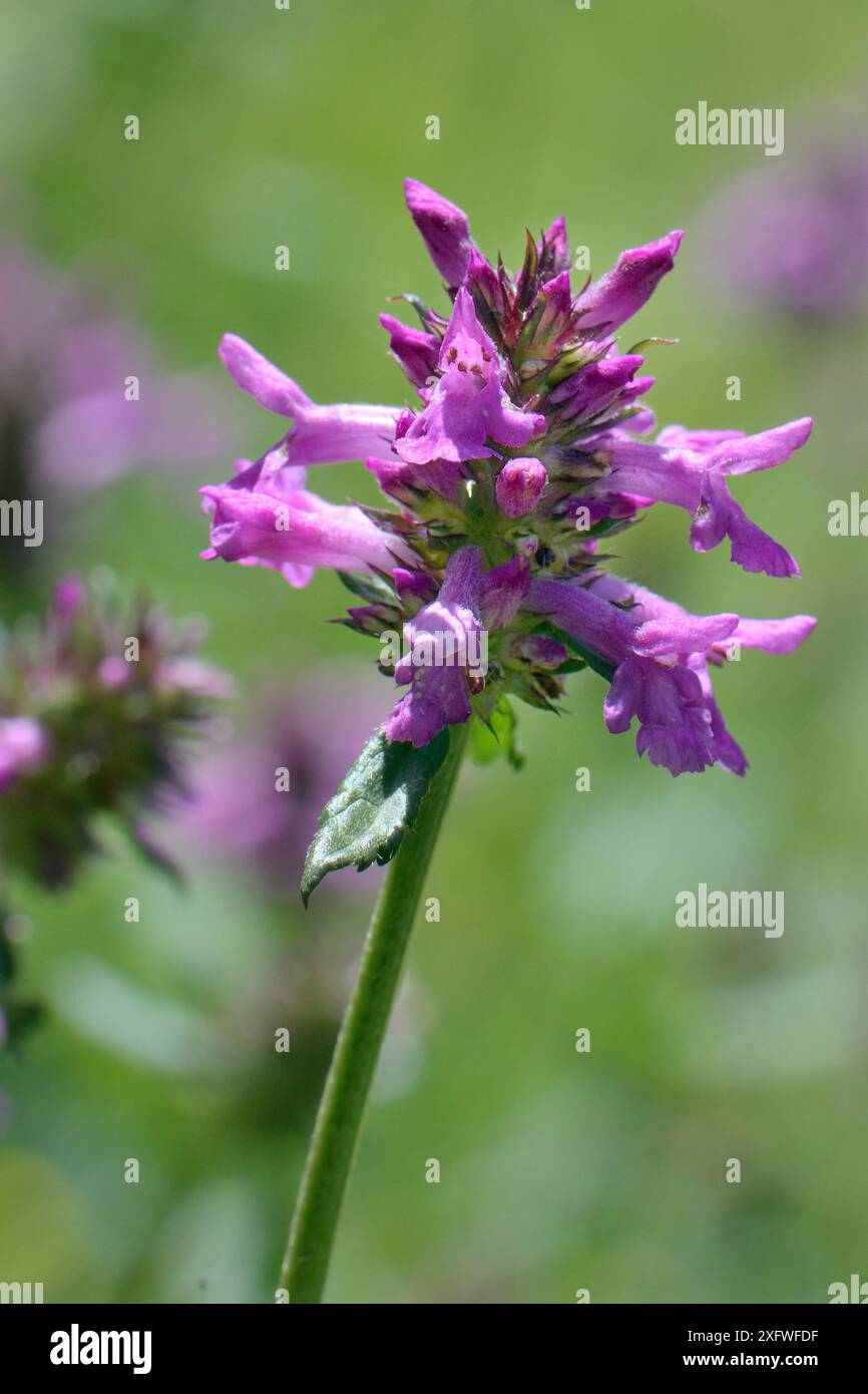 Betony stachys officinalis hi-res stock photography and images - Alamy