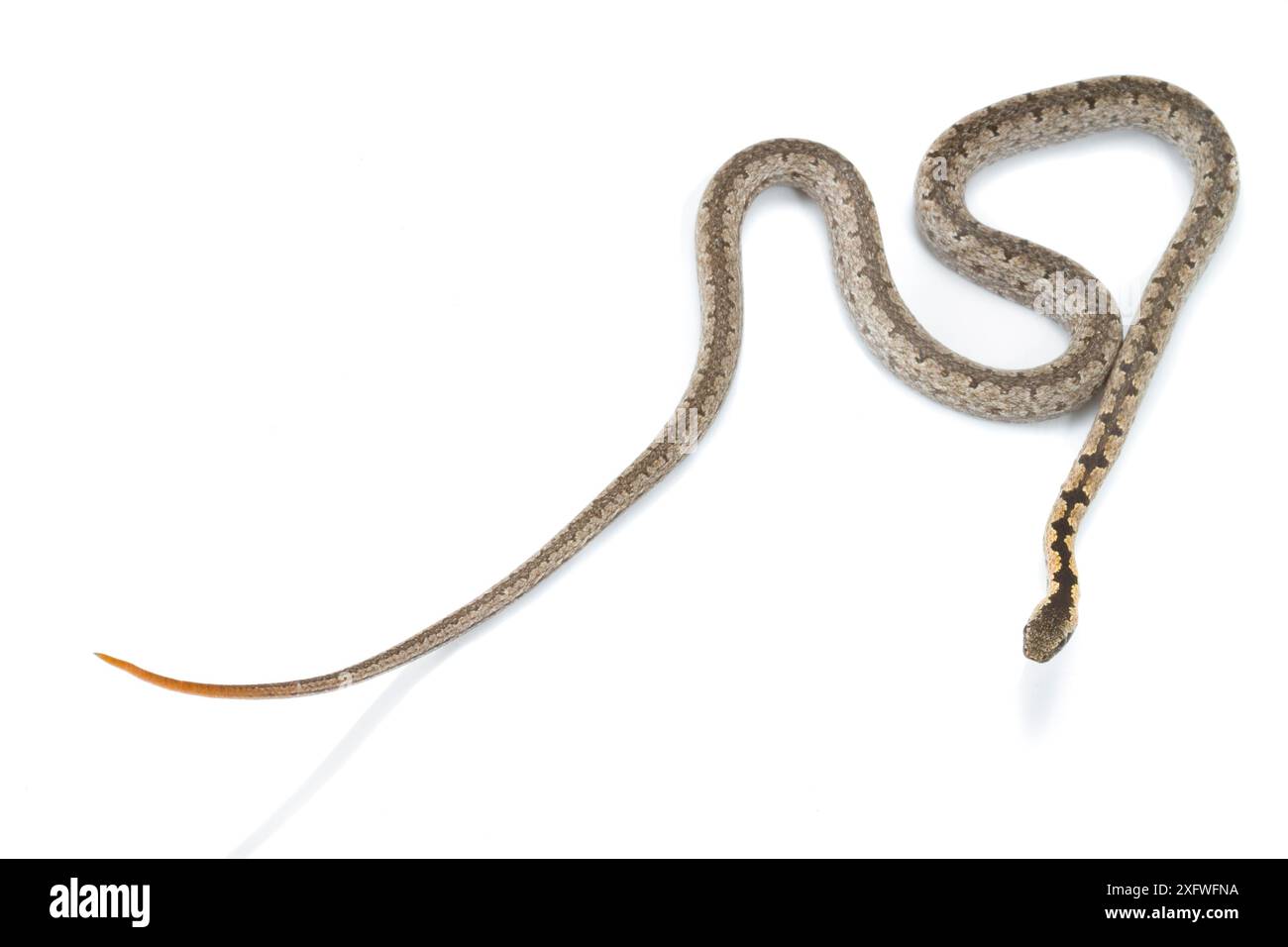 Mopane snake (Hemirhagerrhis nototaenia), from the Greater Gorongosa ...