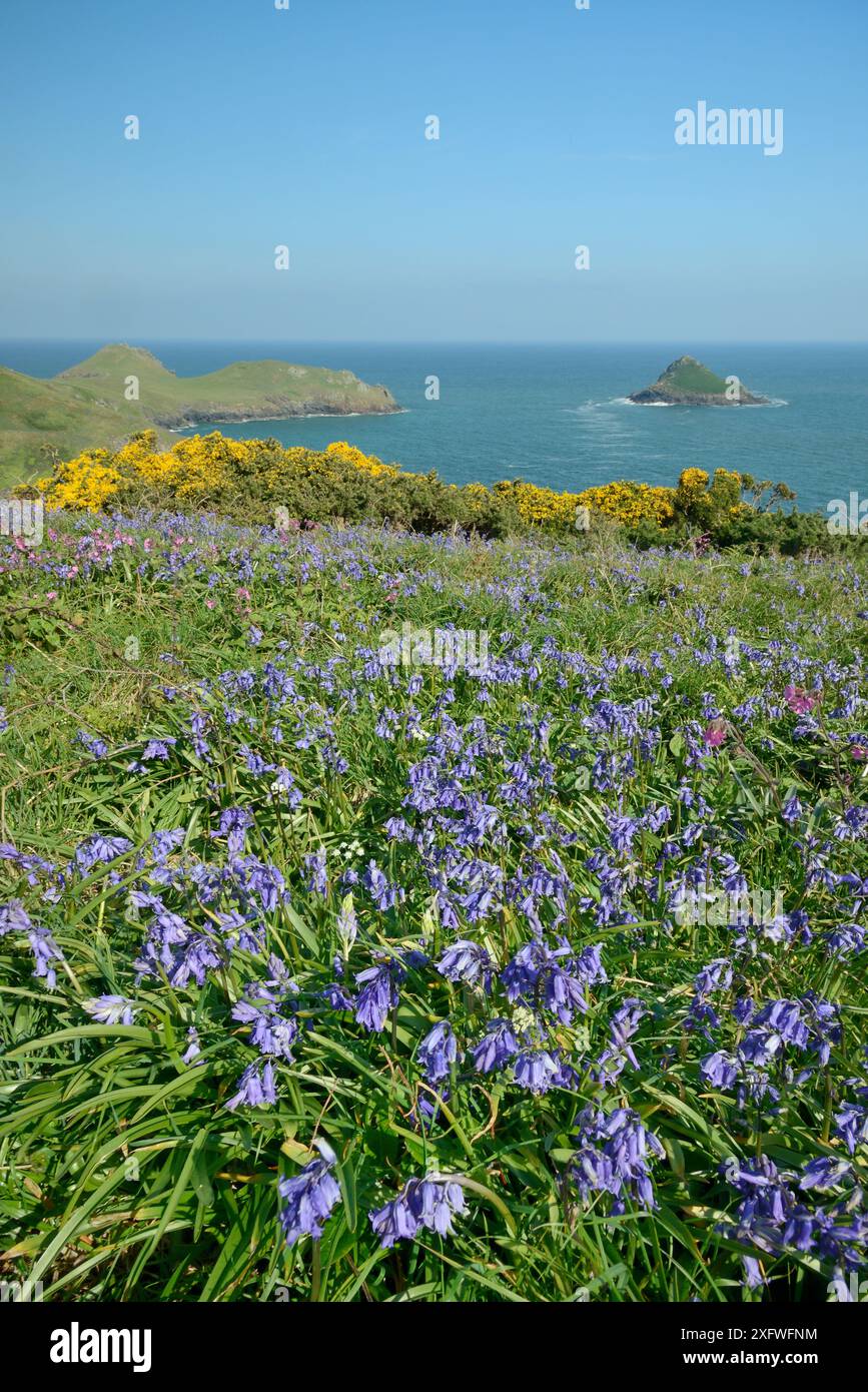 Bluebells (Hyacinthoides non-scripta / Endymion non-scriptus) and ...