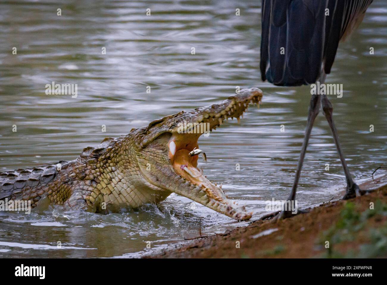 Nile crocodile (Crocodylus niloticus) surfacing to eat tiny fish whilst ...