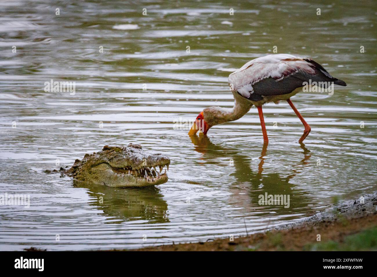 Yellow-billed stork (Mycteria ibis) hunting for fish near a Nile ...