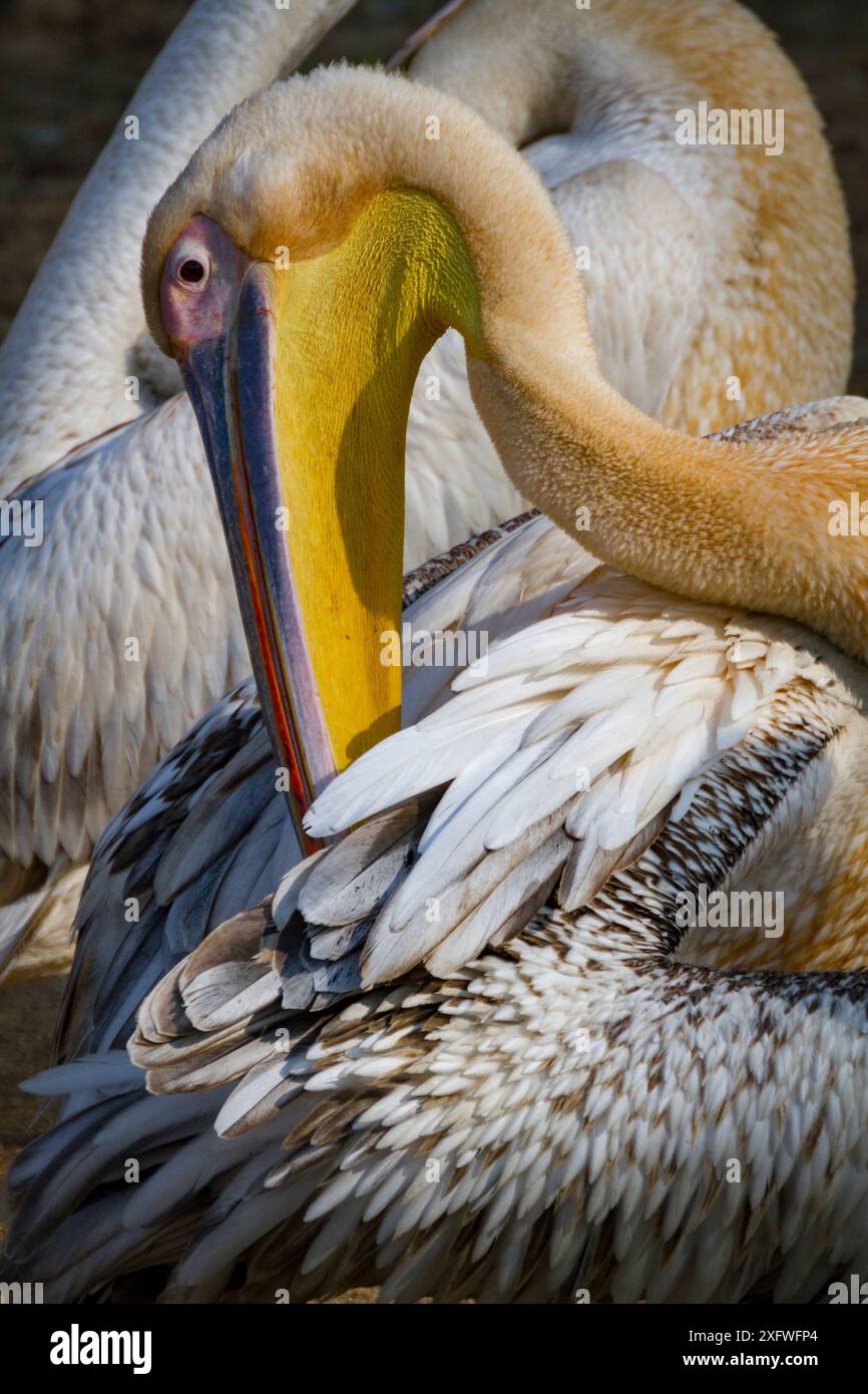 Great white pelican (Pelecanus onocrotalus) preening itself beside the ...