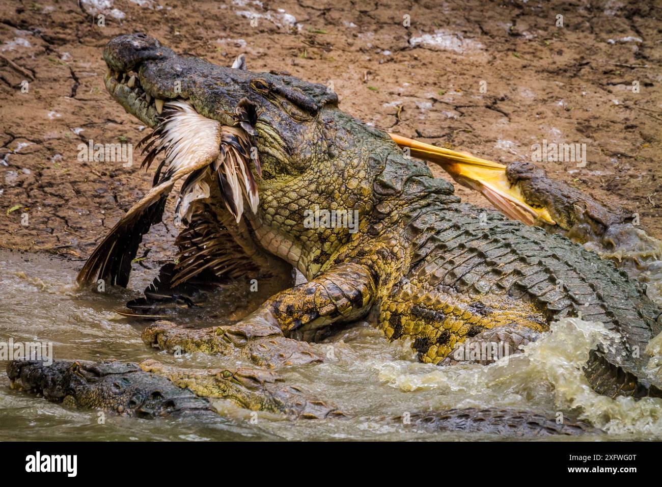 Nile crocodile (Crocodylus niloticus) at water's edge with Great white ...