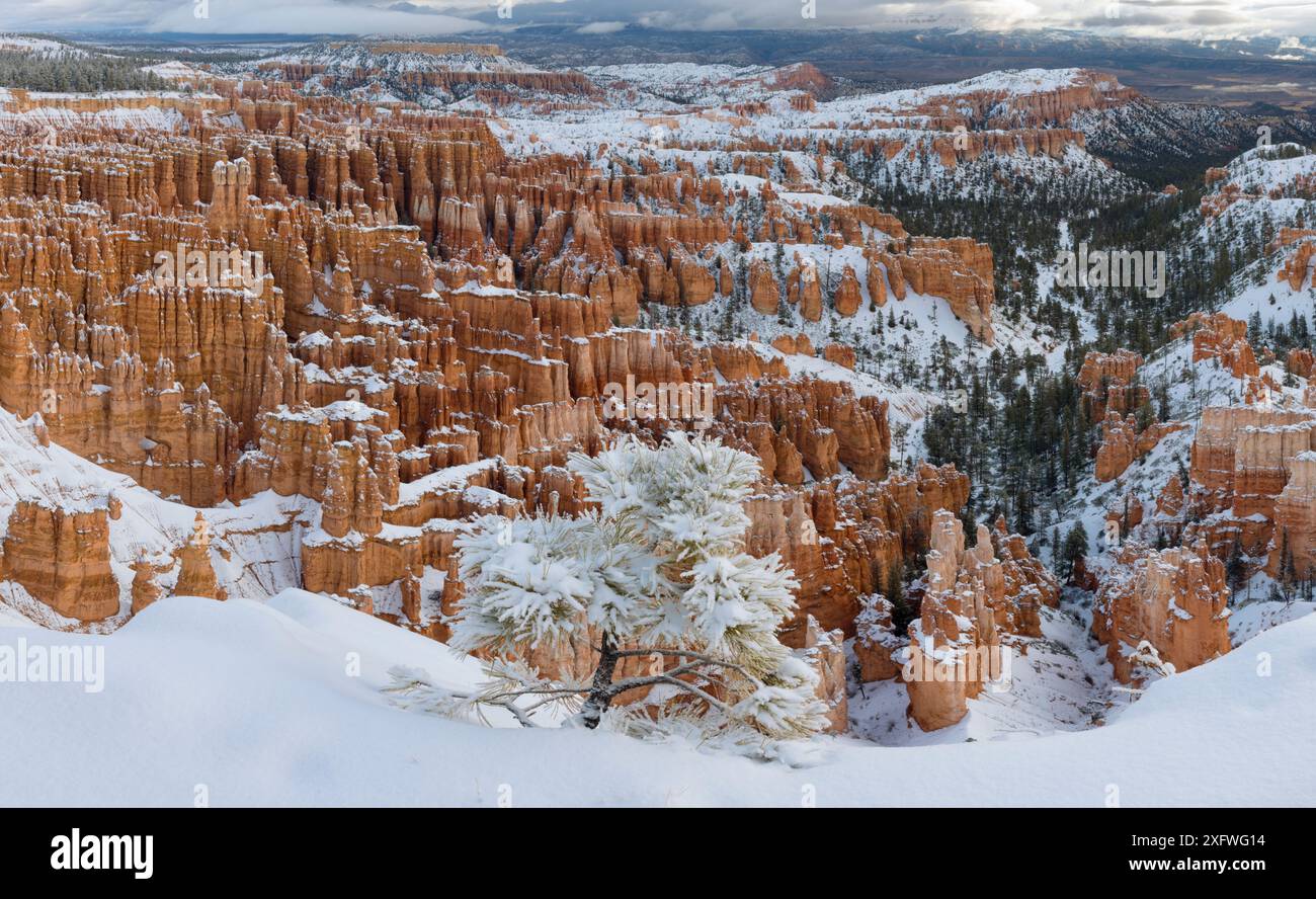 Snow covered Limber pine (Pinus flexilis), on northfacing canyon rim ...