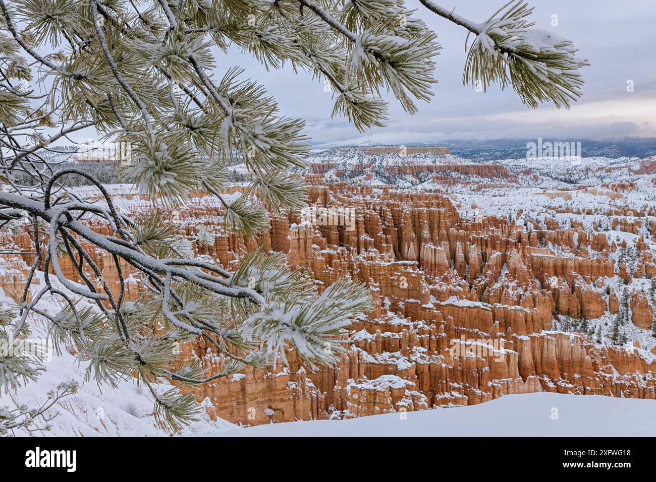 Snow covered Limber pine (Pinus flexilis), on northfacing canyon rim ...