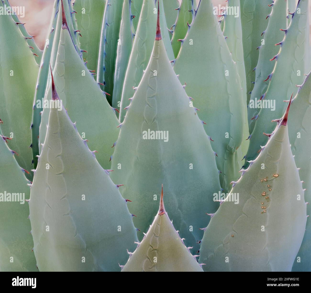 Desert agave (Agave deserti) Sonoran Desert near Tucson Mountains ...