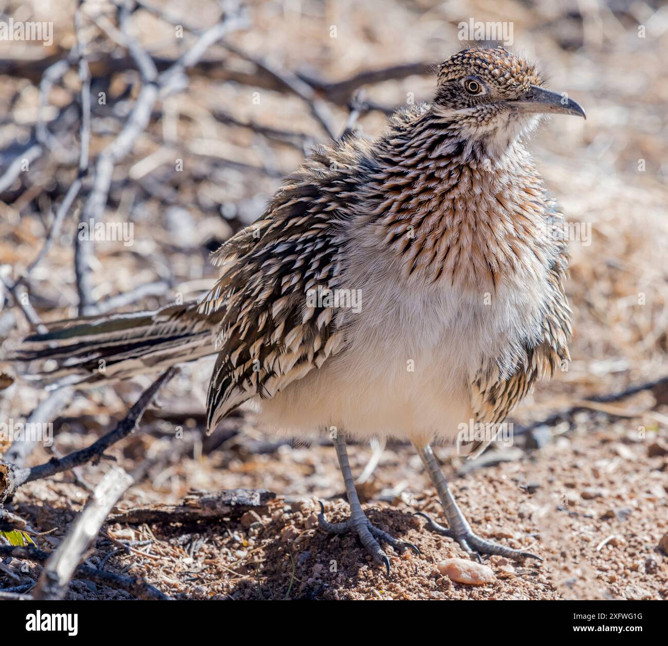 Santa catalina state park hi-res stock photography and images - Alamy