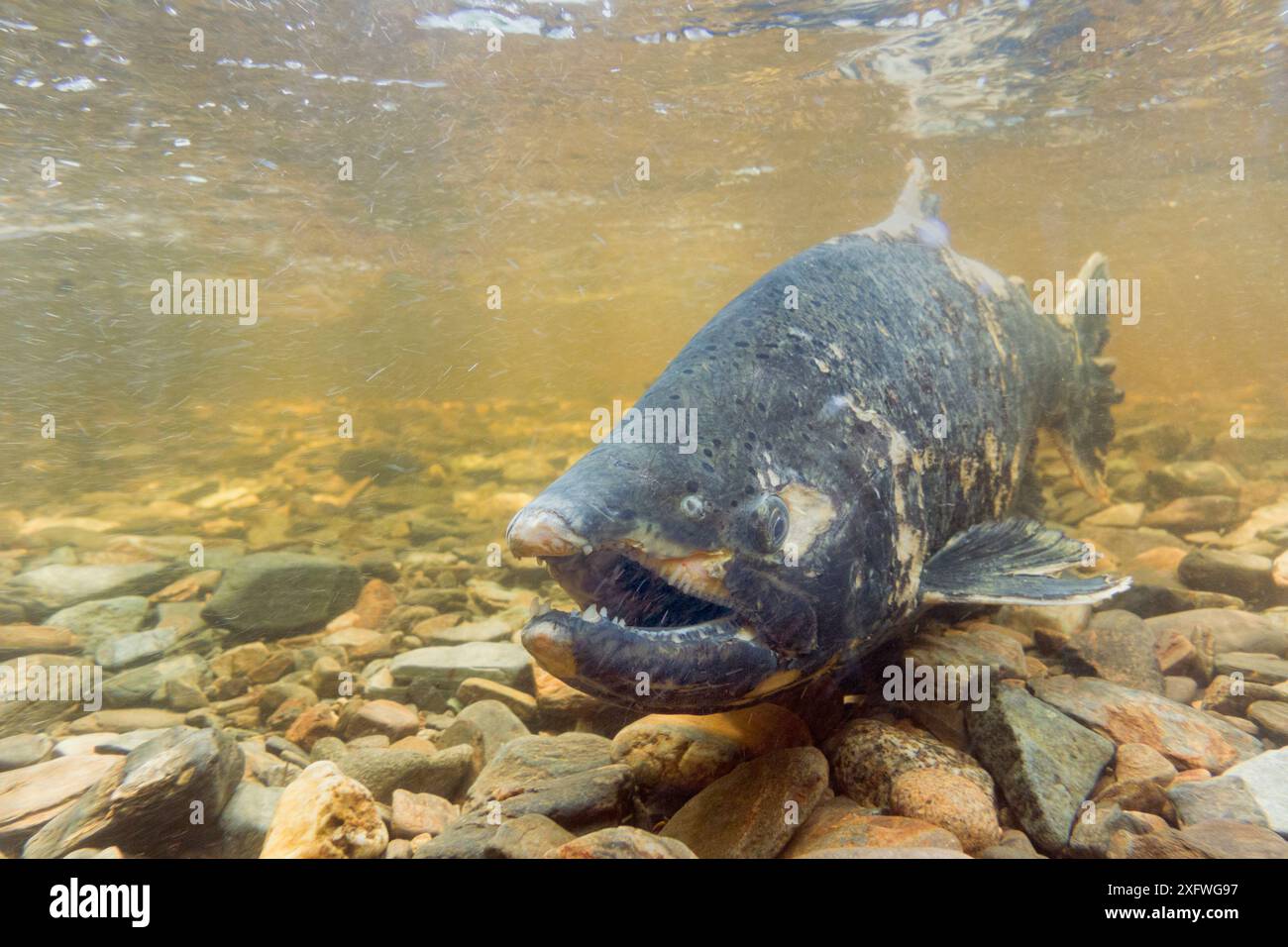 Pink / Humpback Salmon (Oncorhynchus gorbuscha) male, dying with parts ...