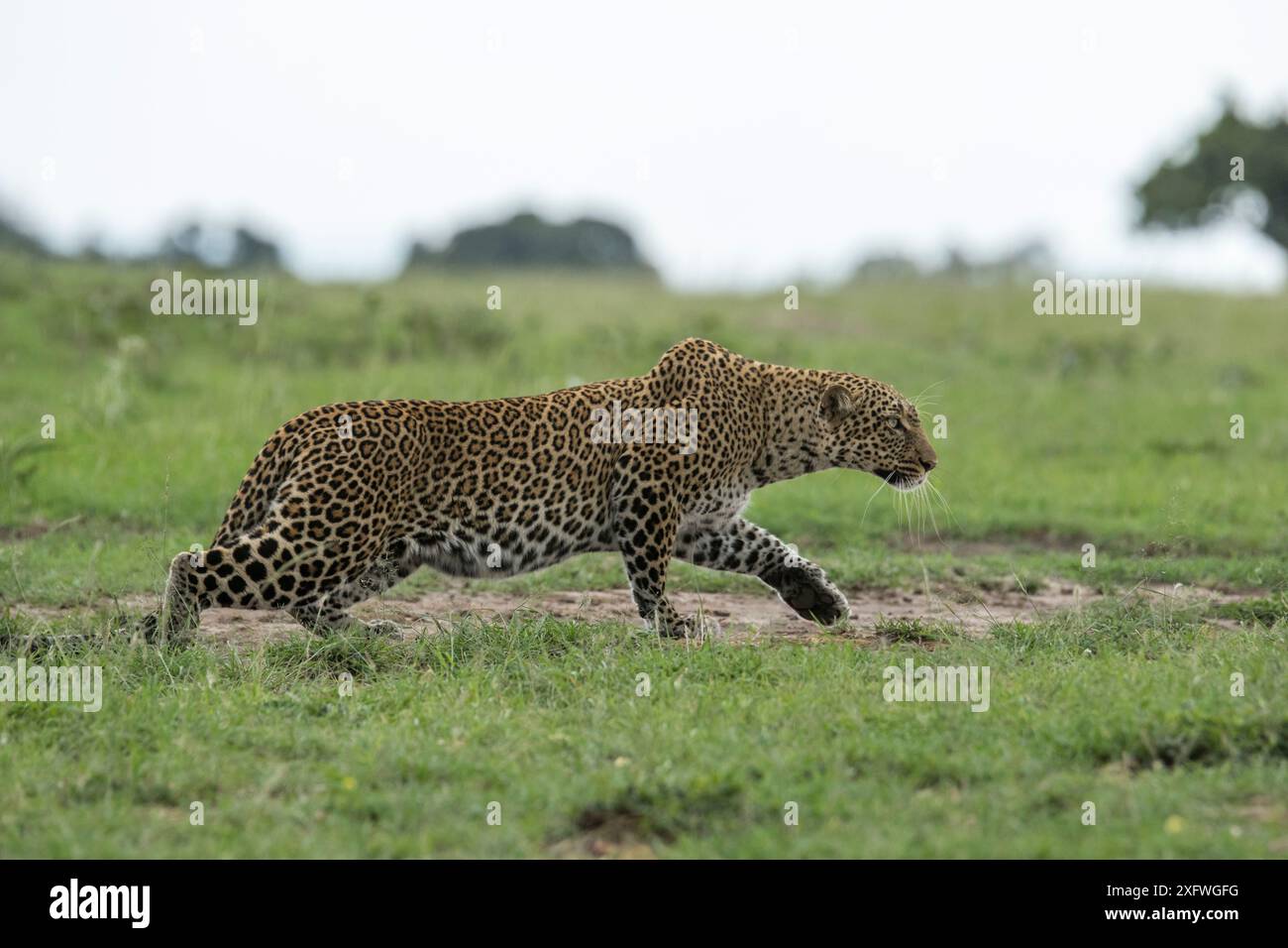 African leopard stalking prey masai hi-res stock photography and images ...
