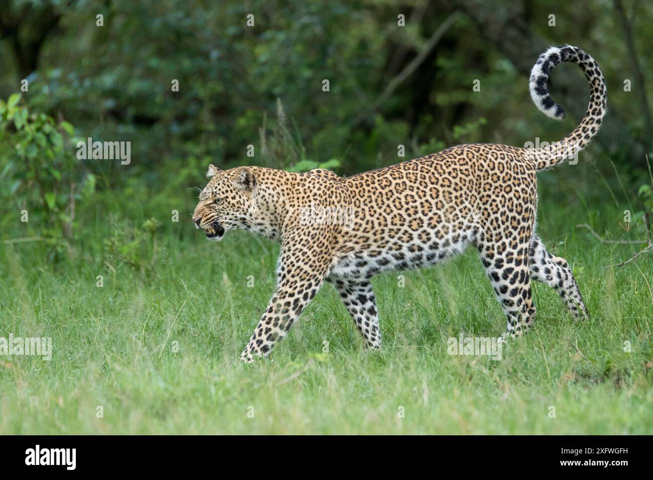 Leopard (Panthera pardus), female snarling, Masai-Mara Game Reserve ...