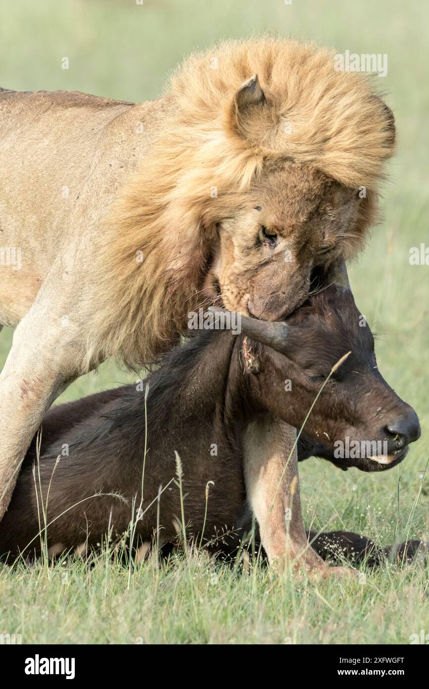 Lion (Panthera leo), male dragging buffalo prey, Masai-Mara Game ...