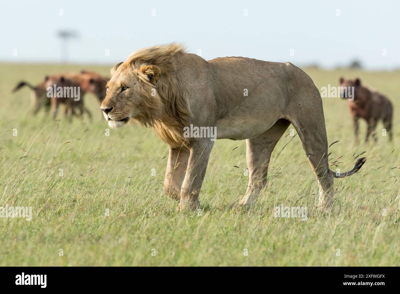 Lion (Panthera leo), male and spotted hyenas, Masai-Mara Game Reserve ...