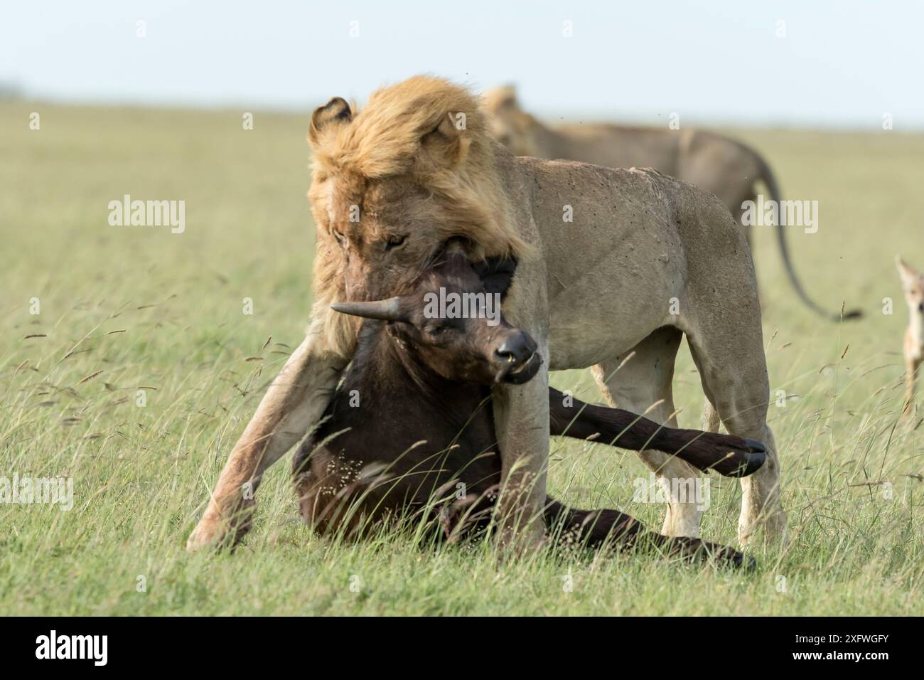 Lion (Panthera leo), male dragging buffalo prey, Masai-Mara Game ...
