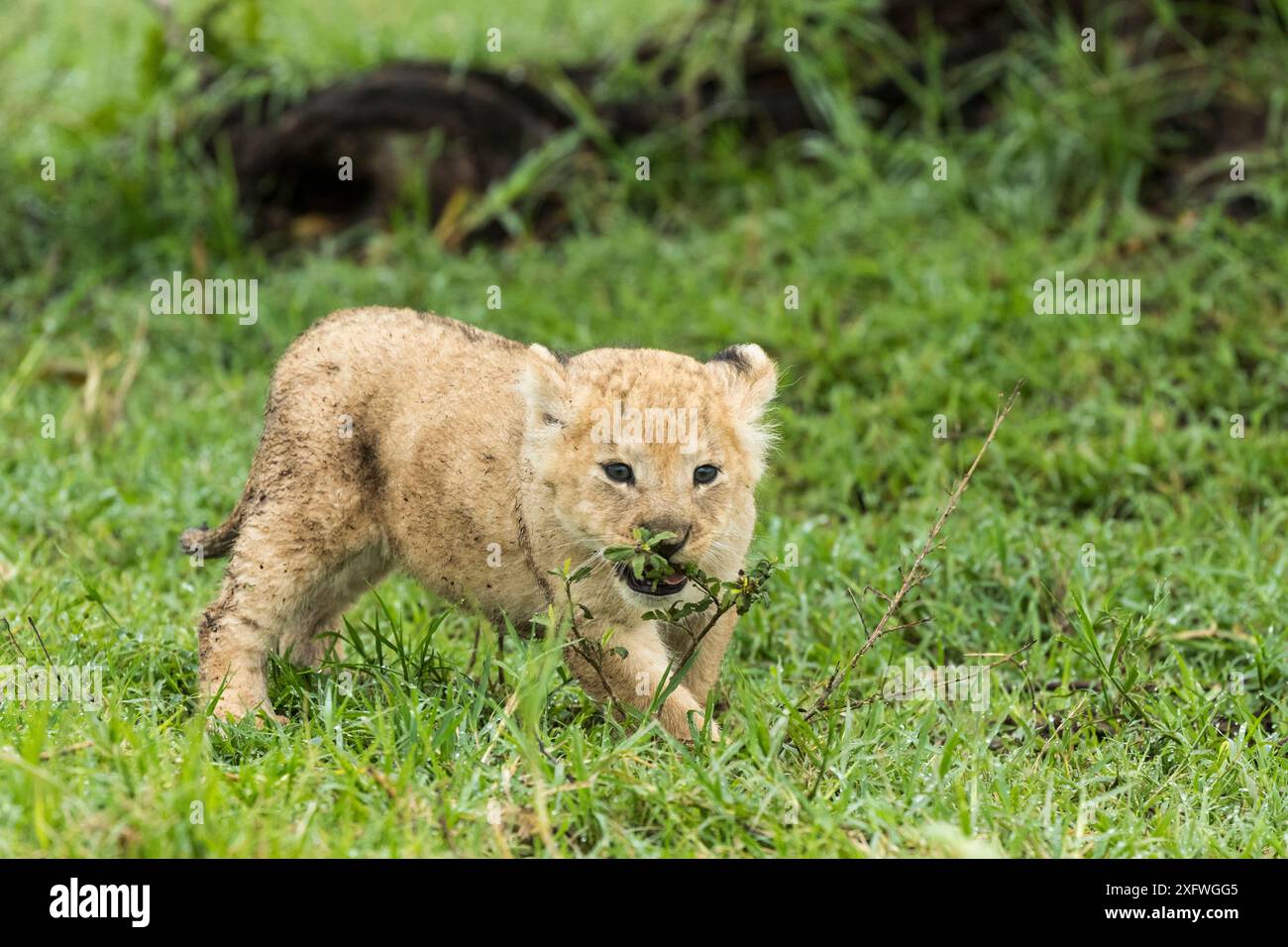 Lion (Panthera leo), cub age 6 weeks, playing with plant, Masai-Mara ...