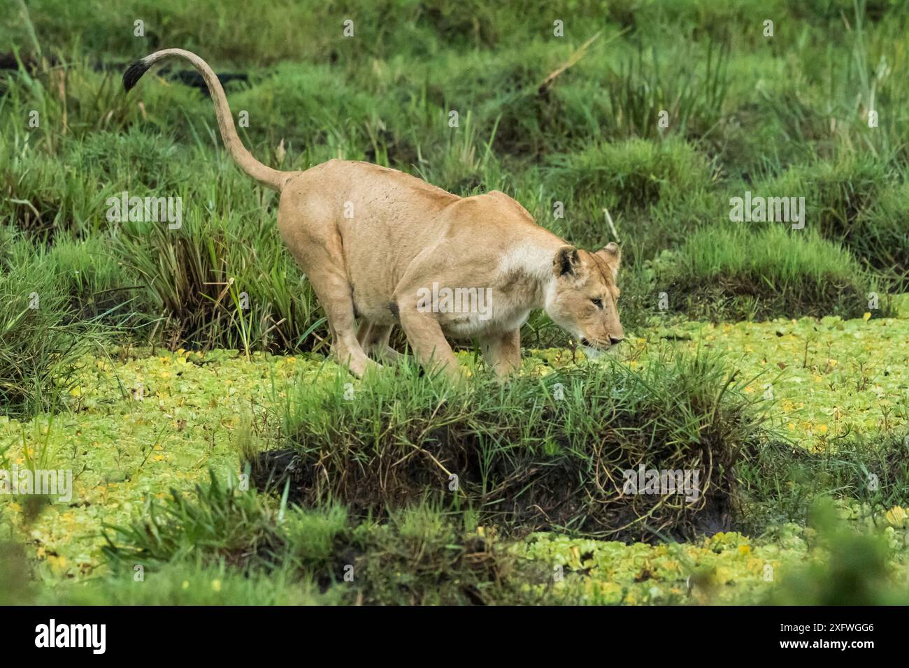 Lion (Panthera leo), female jumping onto small mound in pond, Masai ...