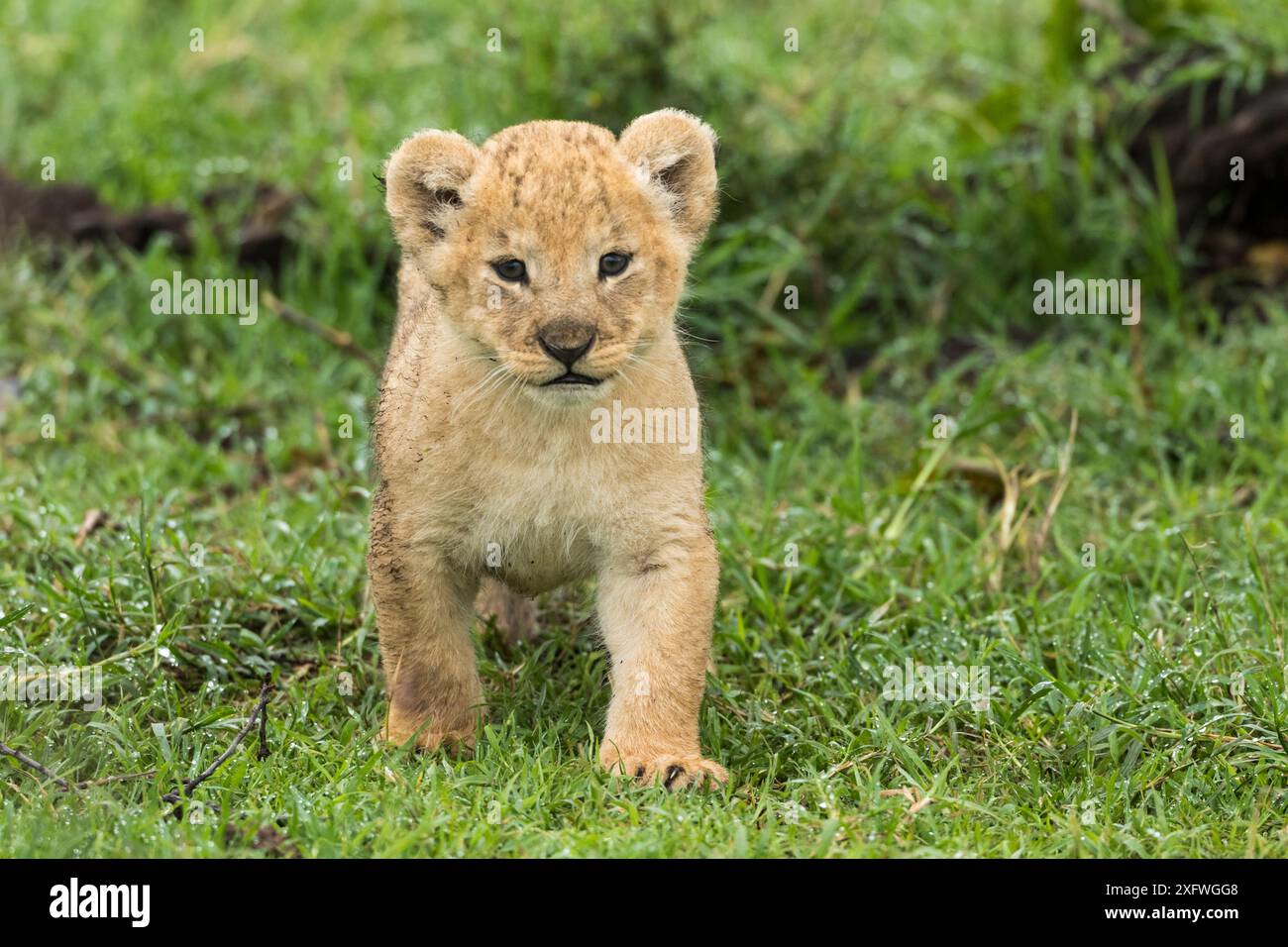 Lion (Panthera leo), cub age 6 weeks, Masai-Mara Game Reserve, Kenya ...