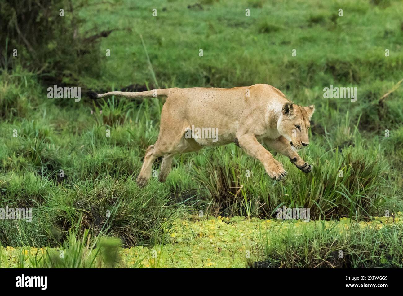 Lion (Panthera leo), female jumping onto small mound in pond, Masai ...
