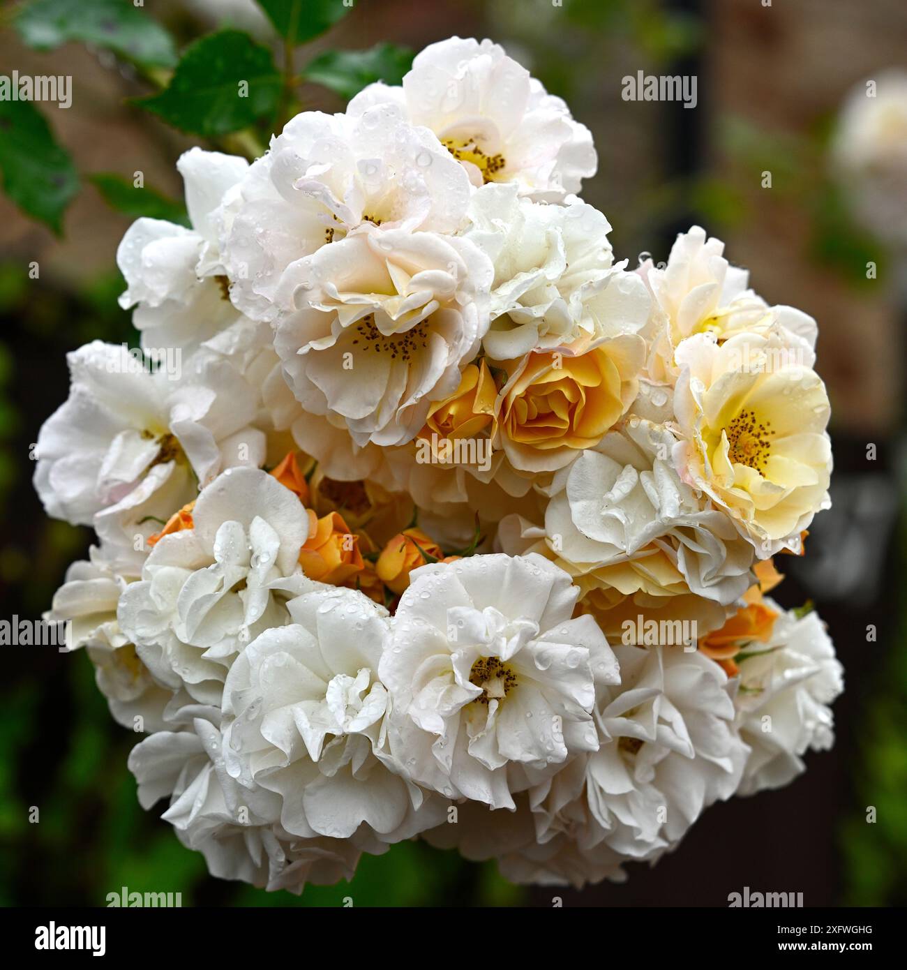 Cluster of white and yellow roses Stock Photo - Alamy