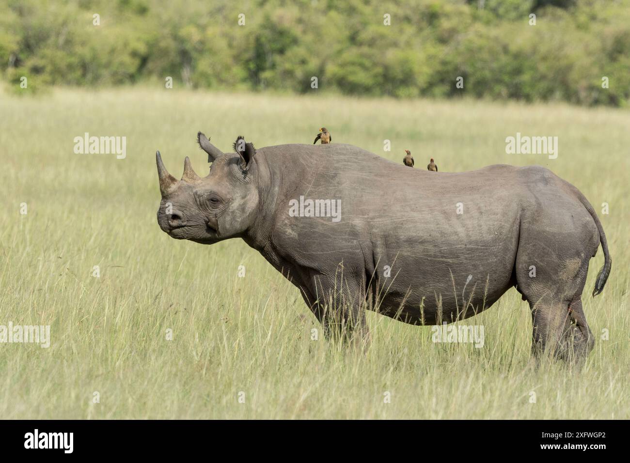 Black rhino (Diceros bicornis), with Yellow-billed oxpeckers (Buphagus ...