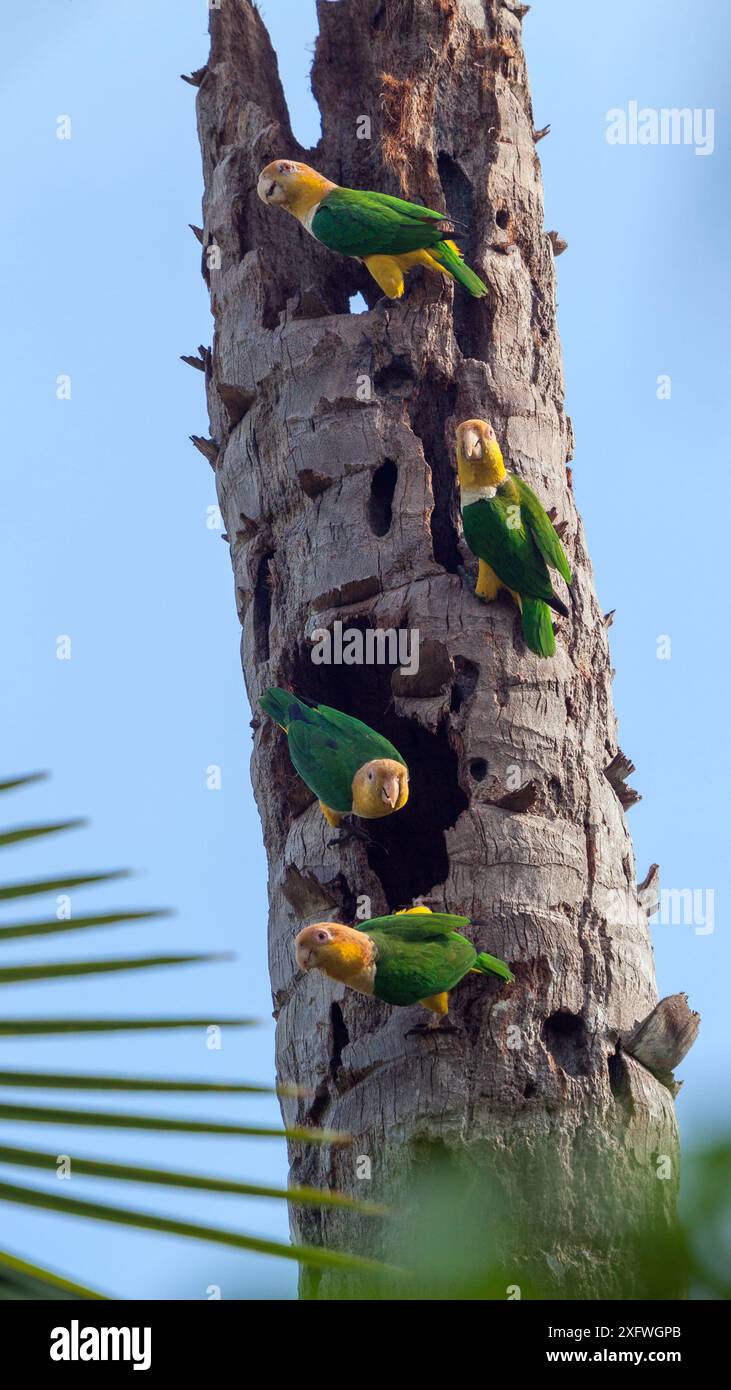 White-bellied parrots (Pionites leucogaster xanthomeri) in rainforest ...
