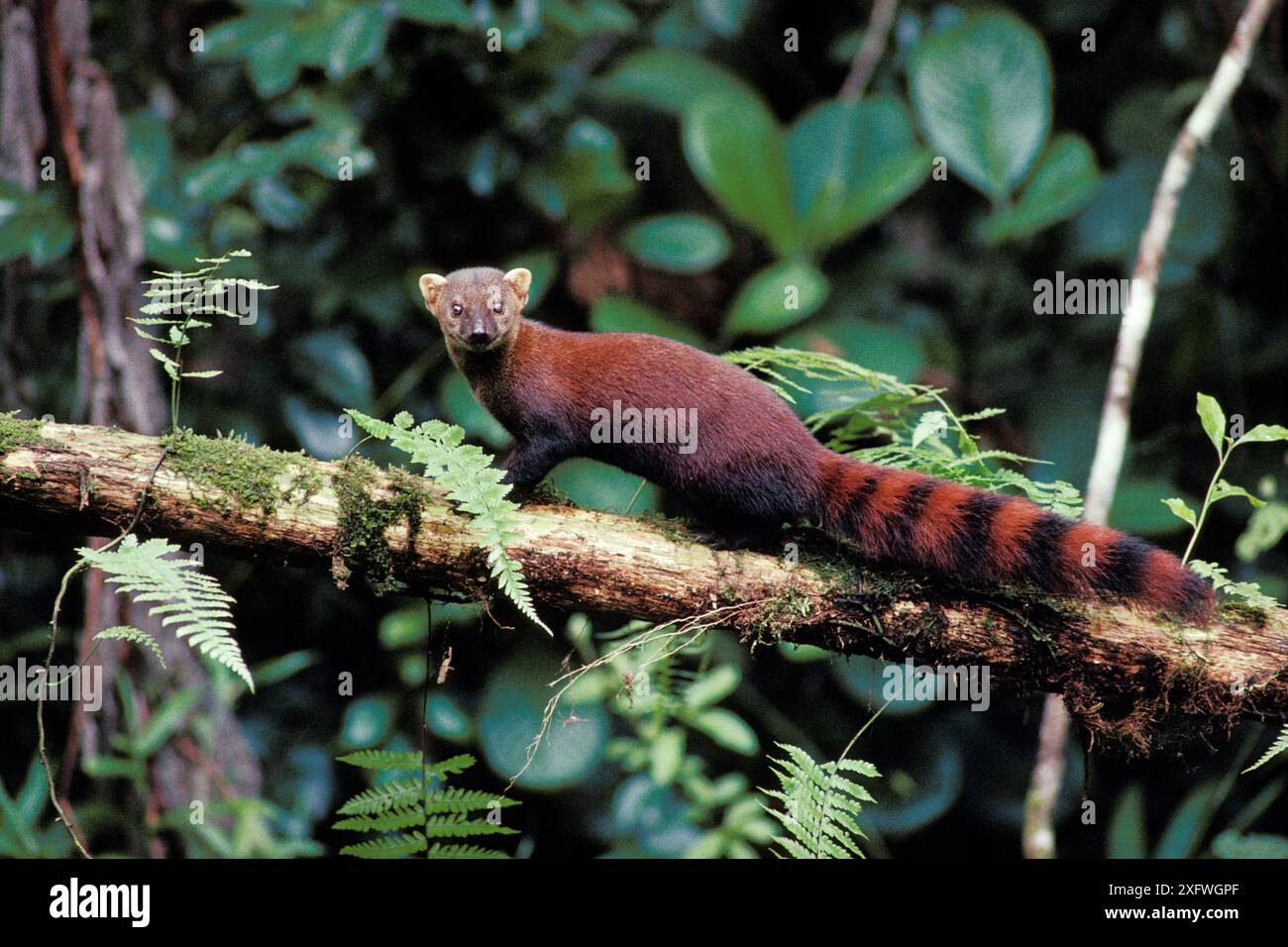Ring-tailed mongoose (Galidia elegans) Ranomafana, Madagascar Stock ...