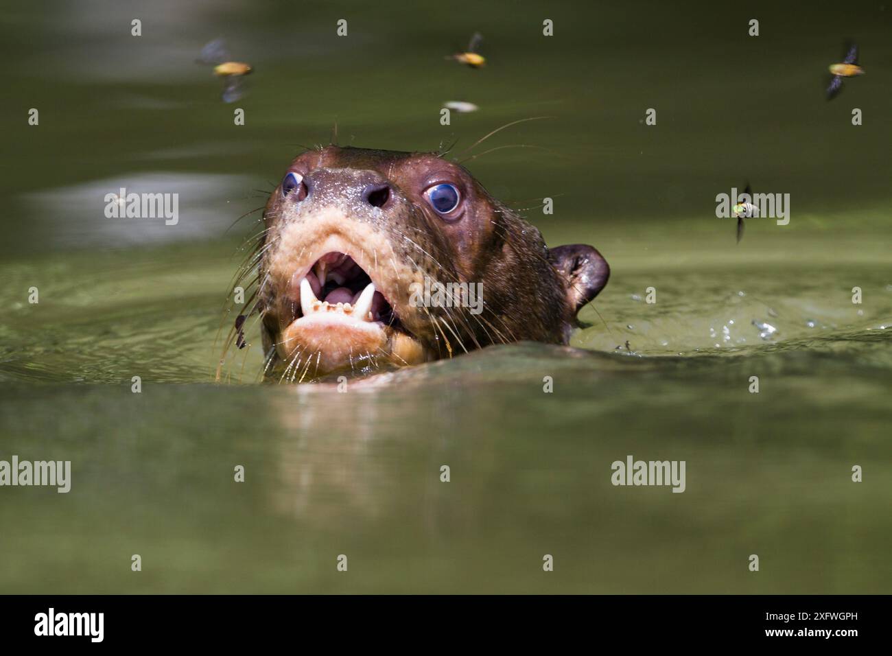 Giant otter (Pteronura brasiliensis) in Tambopata River with flies ...