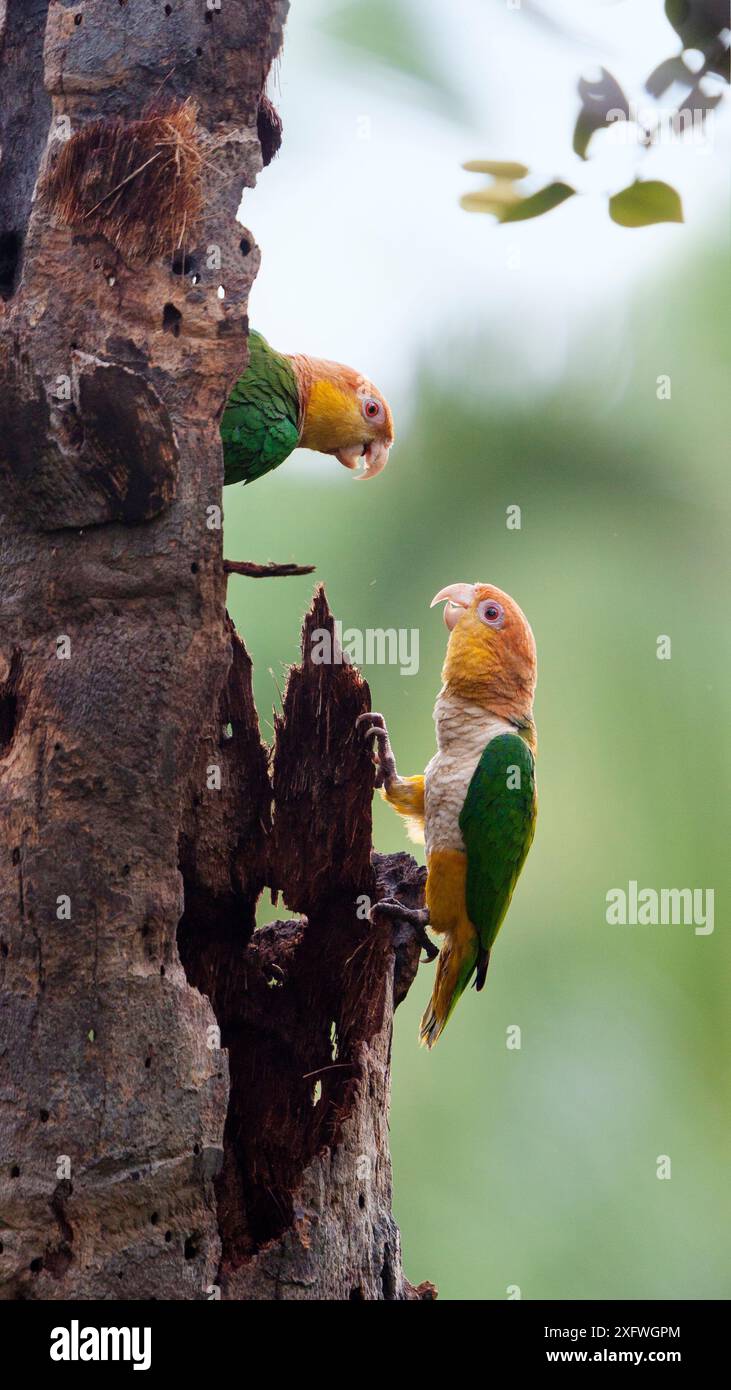 White-bellied parrots (Pionites leucogaster xanthomeri) in rainforest ...