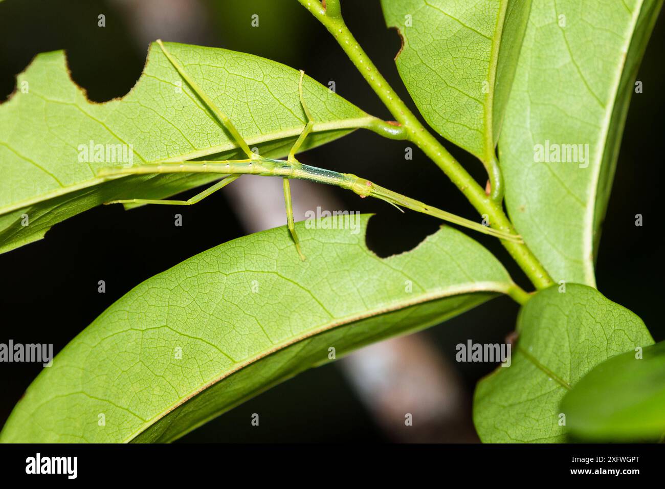 Stick Insect in rainforest, Daintree National Park, North Queensland ...