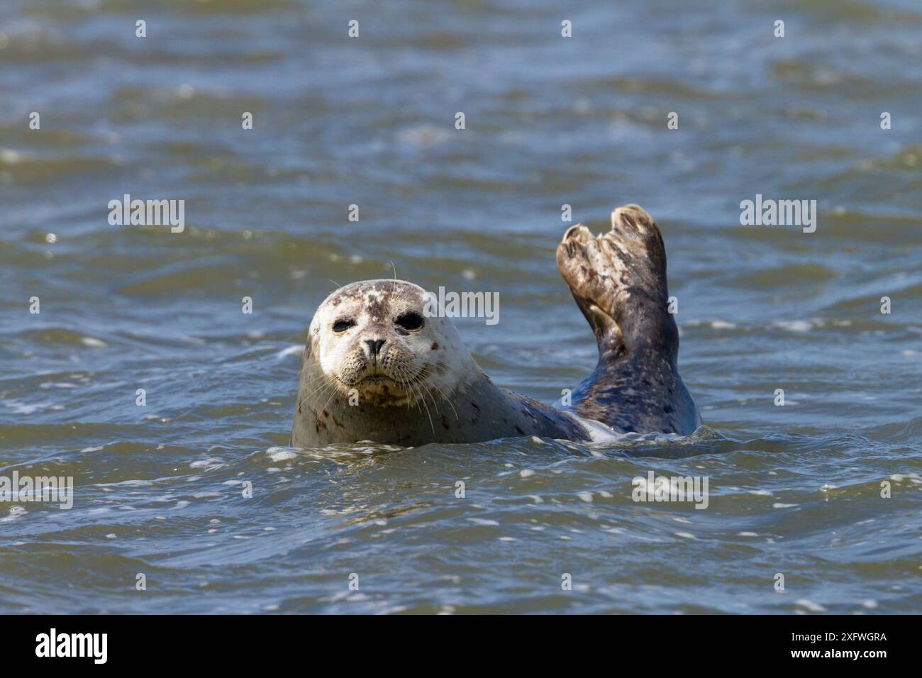 Common seal (Phoca vitulina) swimming, East Frisian Islands, Lower ...