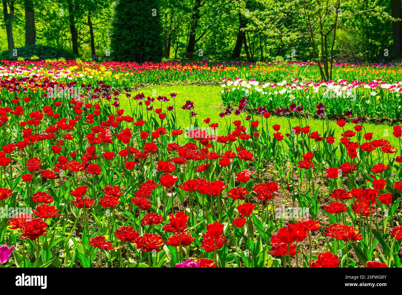 Multicolored tulips are blooming in the park. Annual Tulip Festival in ...