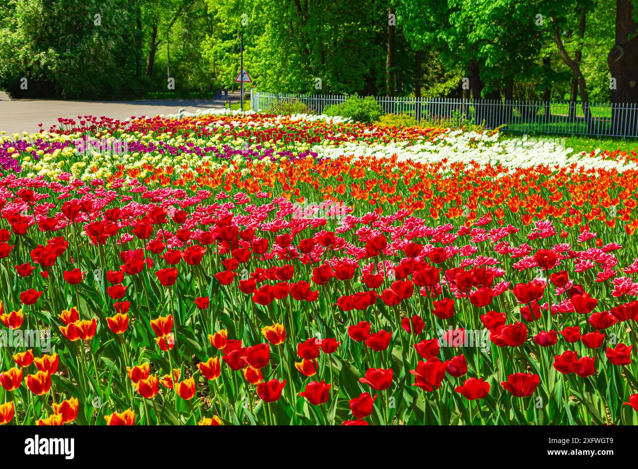 Multicolored tulips are blooming in the park. Annual Tulip Festival in ...