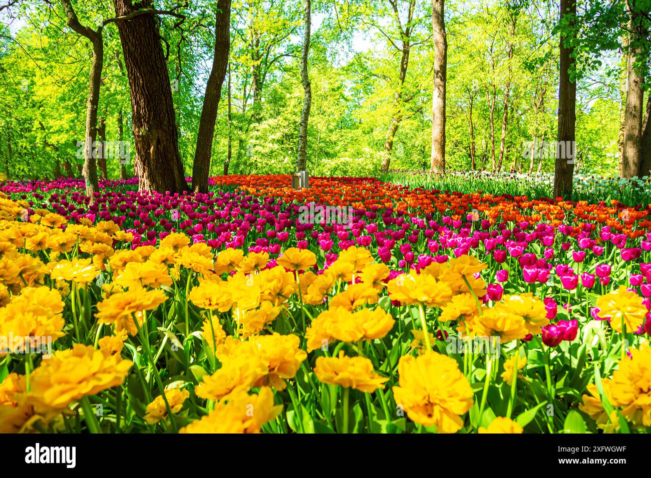 Multicolored tulips are blooming in the park. Annual Tulip Festival in ...