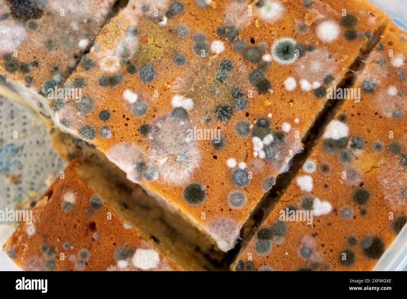 Covered with mold hi-res stock photography and images - Alamy