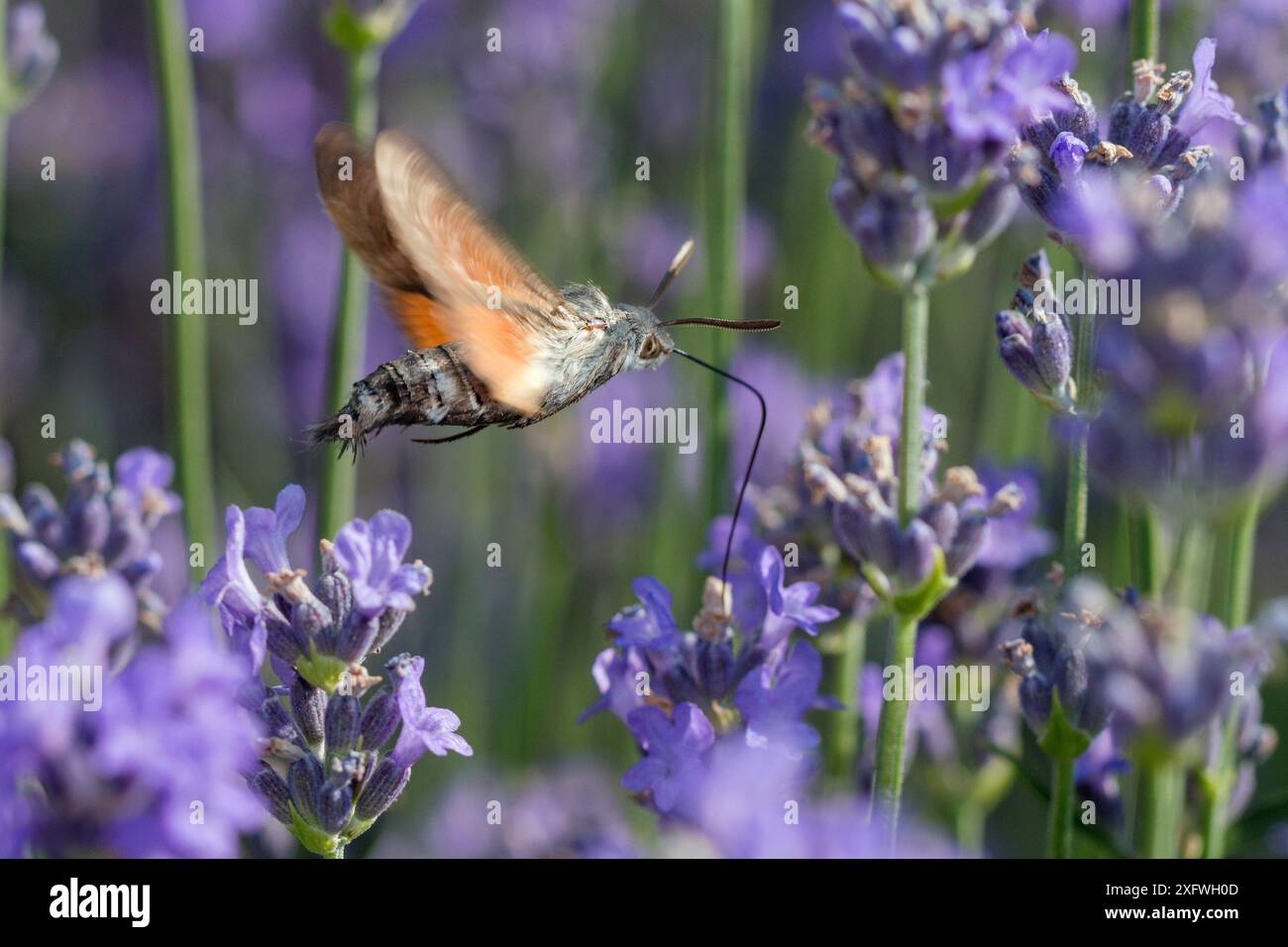 Hummingbird hawk moth flying insect insects hi-res stock photography ...